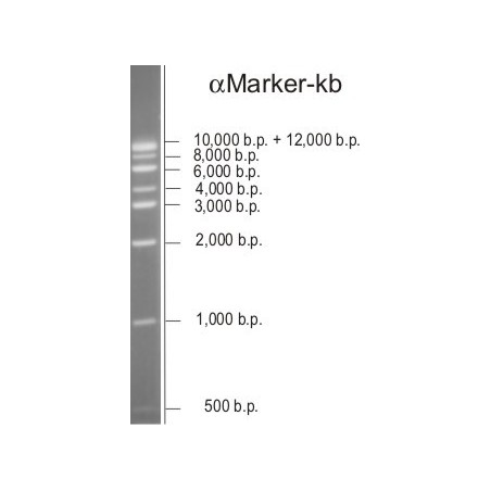 αMarker-kb